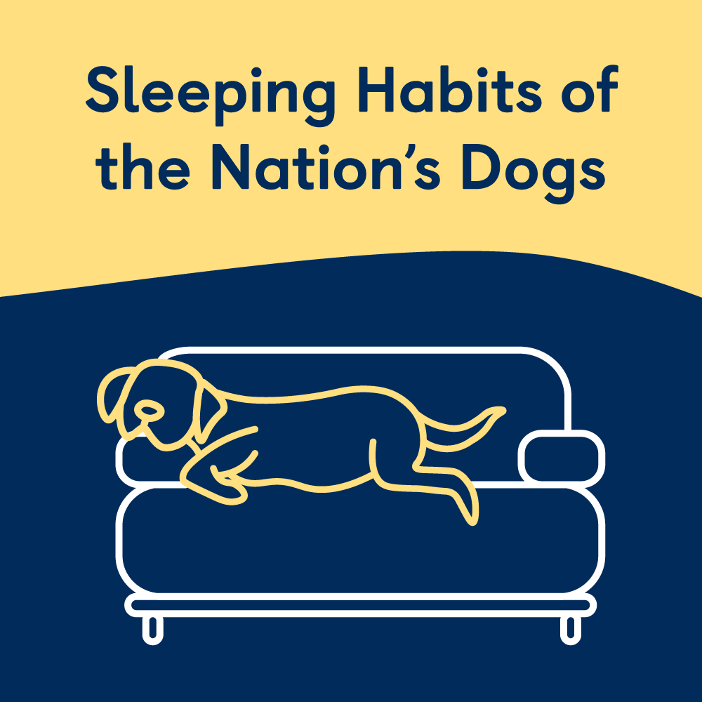 Guide Dogs UK Sleeping Habits Of The Nation s Dogs Oath Studio Guide Dogs UK Sleeping Habits Of The Nation s Dogs Oath Studio